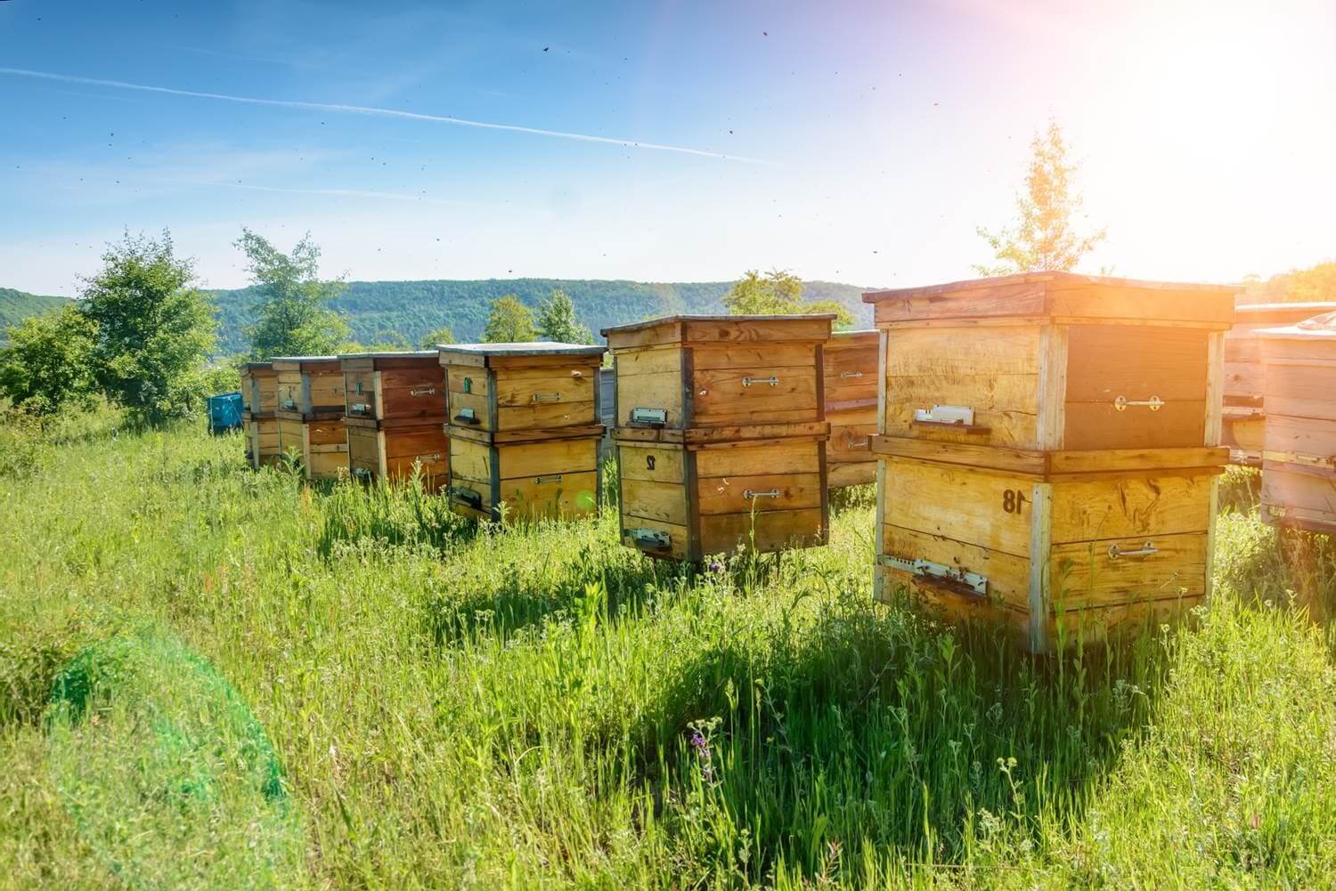 Bee Kind, Rewind - Mathys & Squire LLP