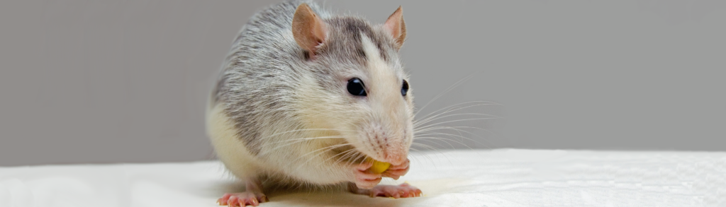 Regeneron v Kymab: Supreme Court reins in Regeneron patents (the mice ...