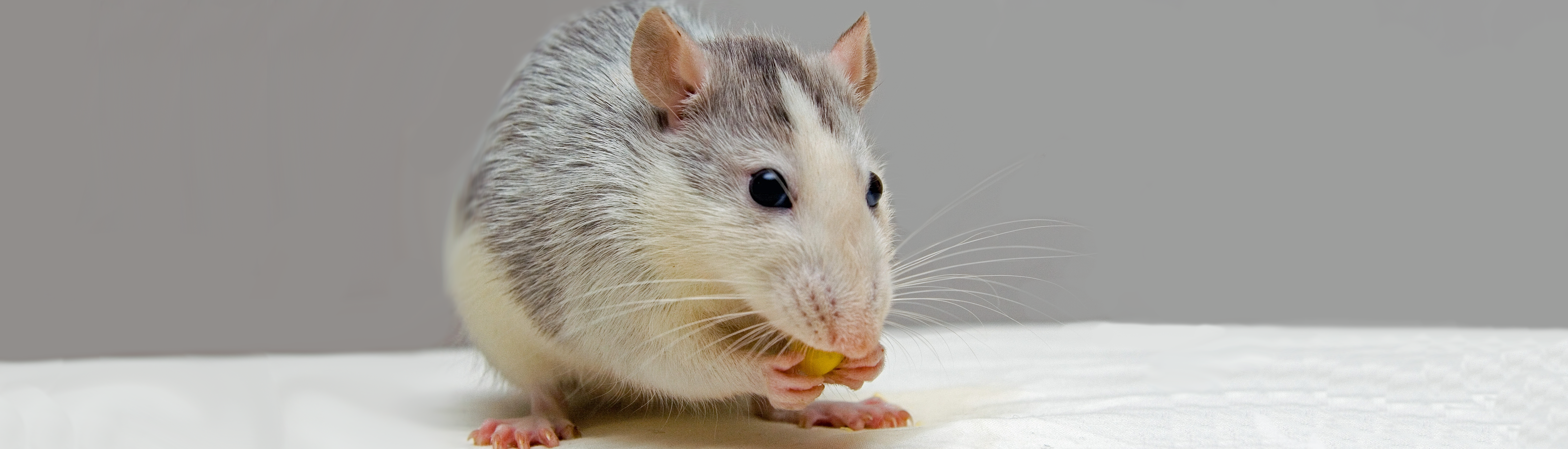 Regeneron v Kymab: Supreme Court reins in Regeneron patents (the mice ...